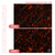 1/8" Tortoise Shell Cast Acrylic Sheet – Houston Acrylic